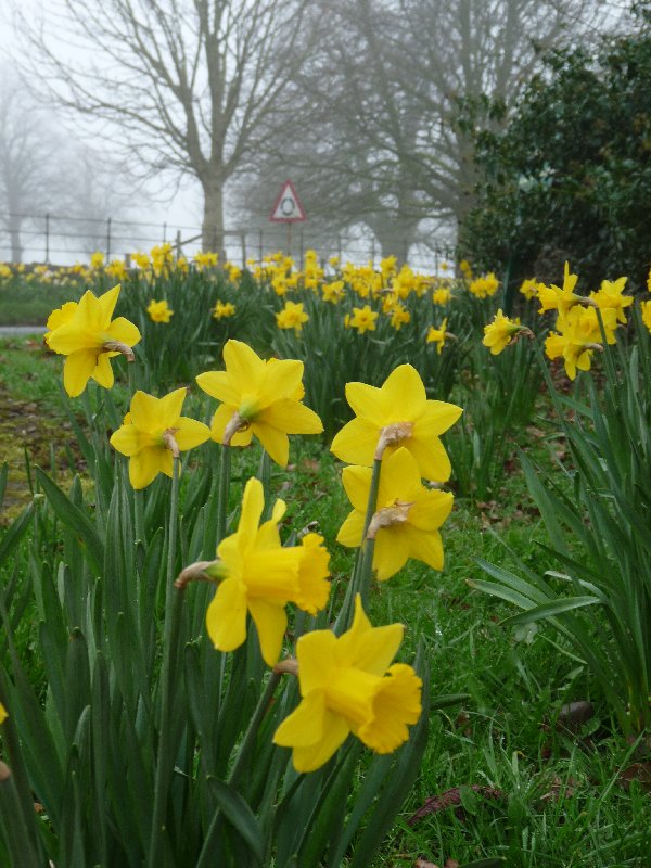 a host of golden daffodils’* – From Pyrenees to Pennines