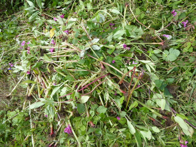 Balsam bashing – From Pyrenees to Pennines