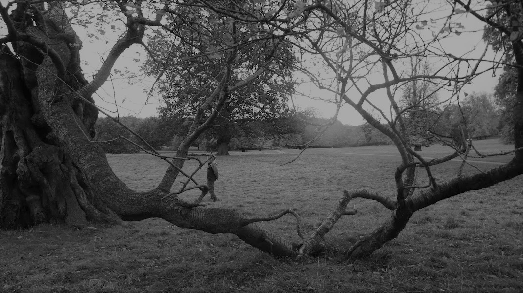 Younger trees, old tree – From Pyrenees to Pennines