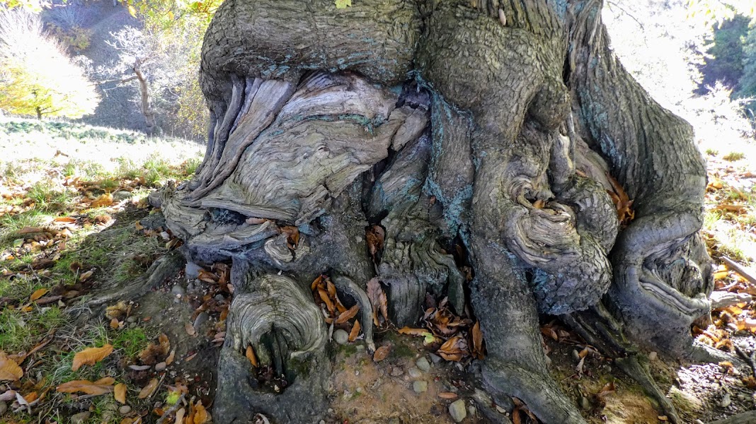 Ancient chestnut trees: some portraits – From Pyrenees to Pennines