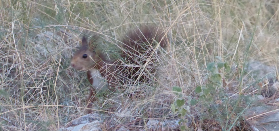 Monday Portraits: Grey Squirrel – Red Squirrel – From Pyrenees to Pennines
