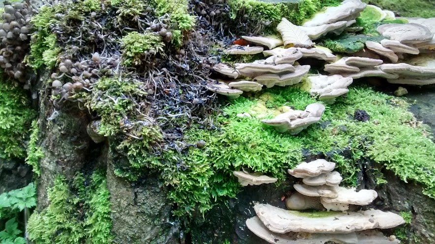 Fascinating Fungi – From Pyrenees to Pennines