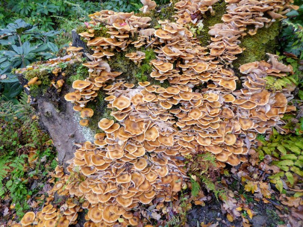 Fascinating Fungi – From Pyrenees to Pennines