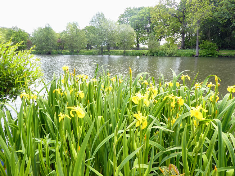 As Yellow as Spring – From Pyrenees to Pennines