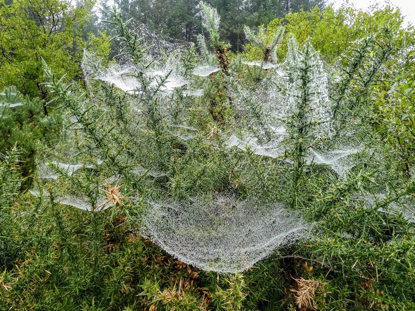 Spider alert! – From Pyrenees to Pennines