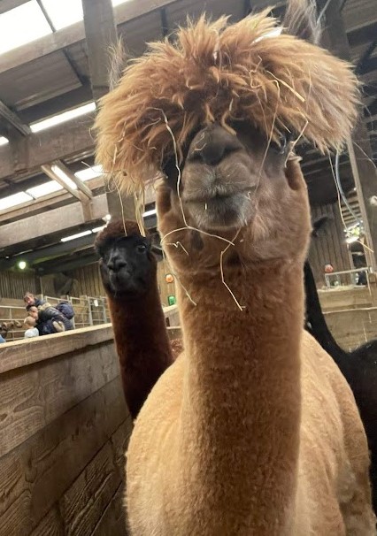 Monday Portraits: Alpacas – From Pyrenees to Pennines