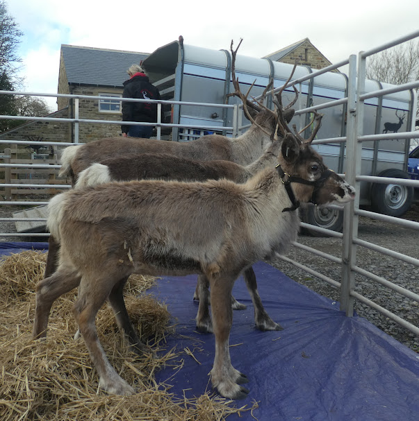 Monday Portrait: Reindeer – From Pyrenees to Pennines