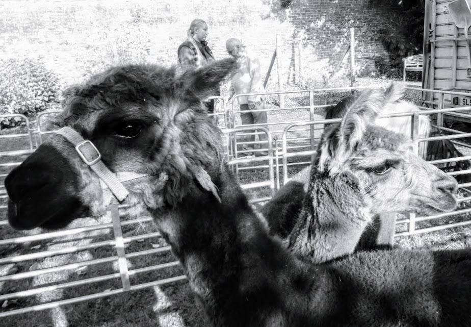 Monday Portrait: A Couple of Alpacas – From Pyrenees to Pennines