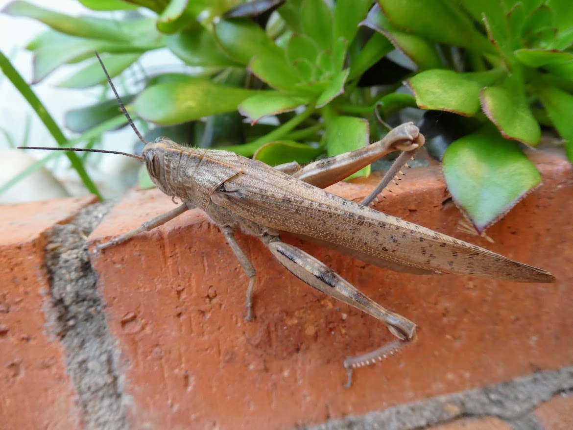Geometry in a Grasshopper – From Pyrenees to Pennines