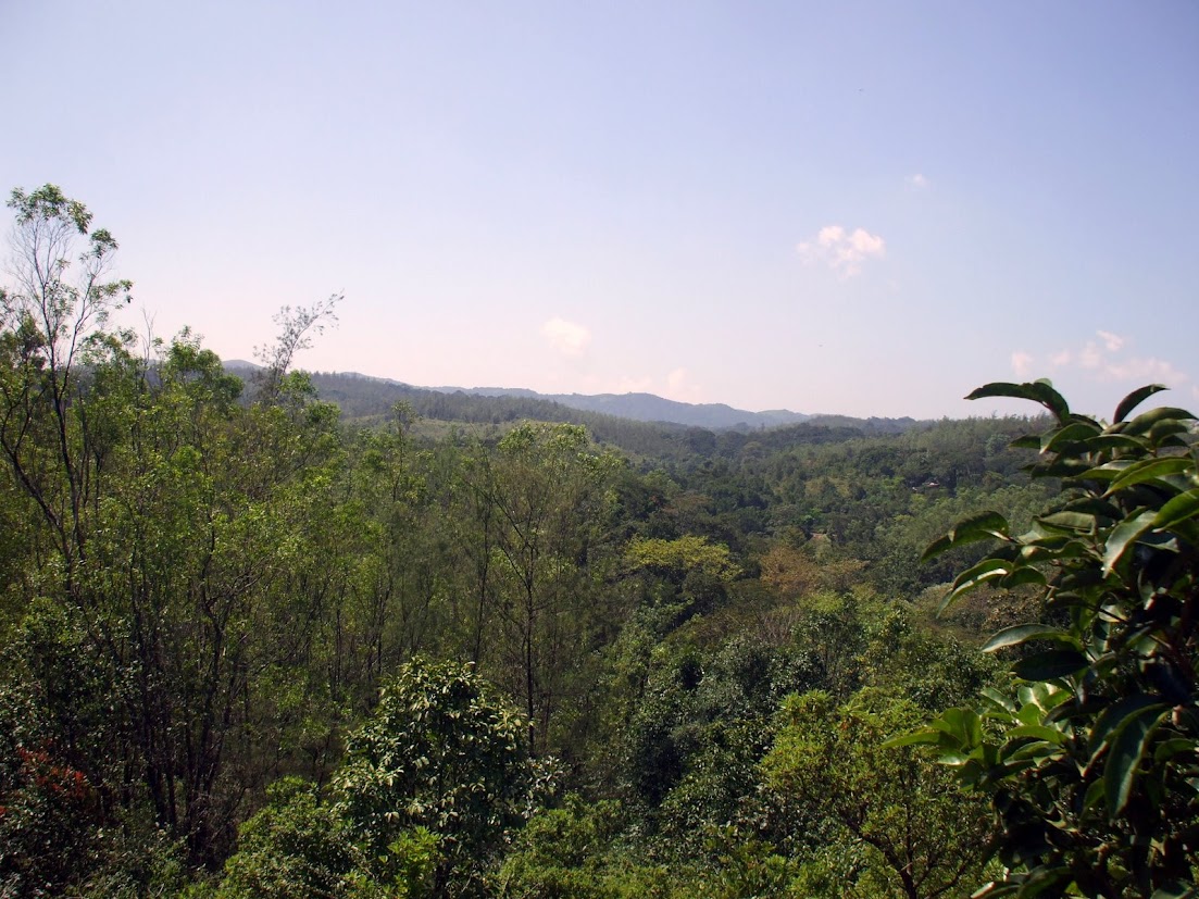 Indian Friday: Last Day at the Rainforest Retreat – From Pyrenees to ...