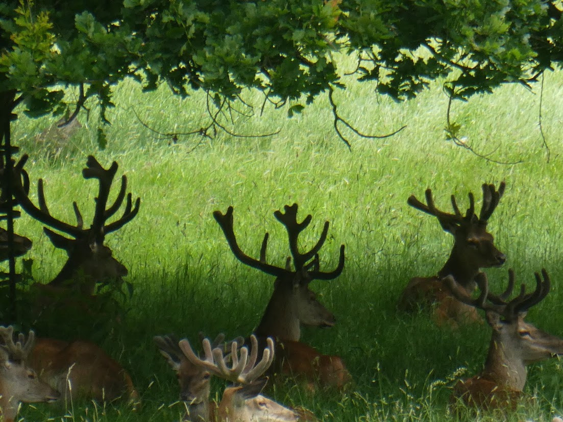 Stags for Santa Claus – From Pyrenees to Pennines