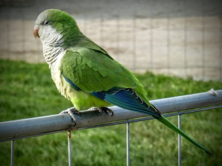 Park-Dwelling Parakeets – From Pyrenees to Pennines